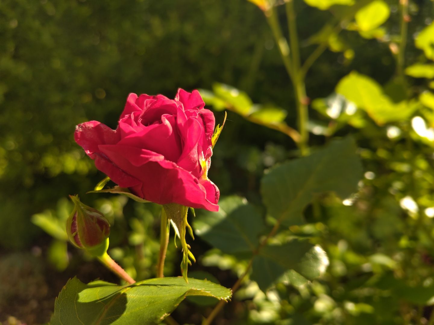 Philipp: "#MondayMotivation #GardenPictures #Rose …" - Pixelfed